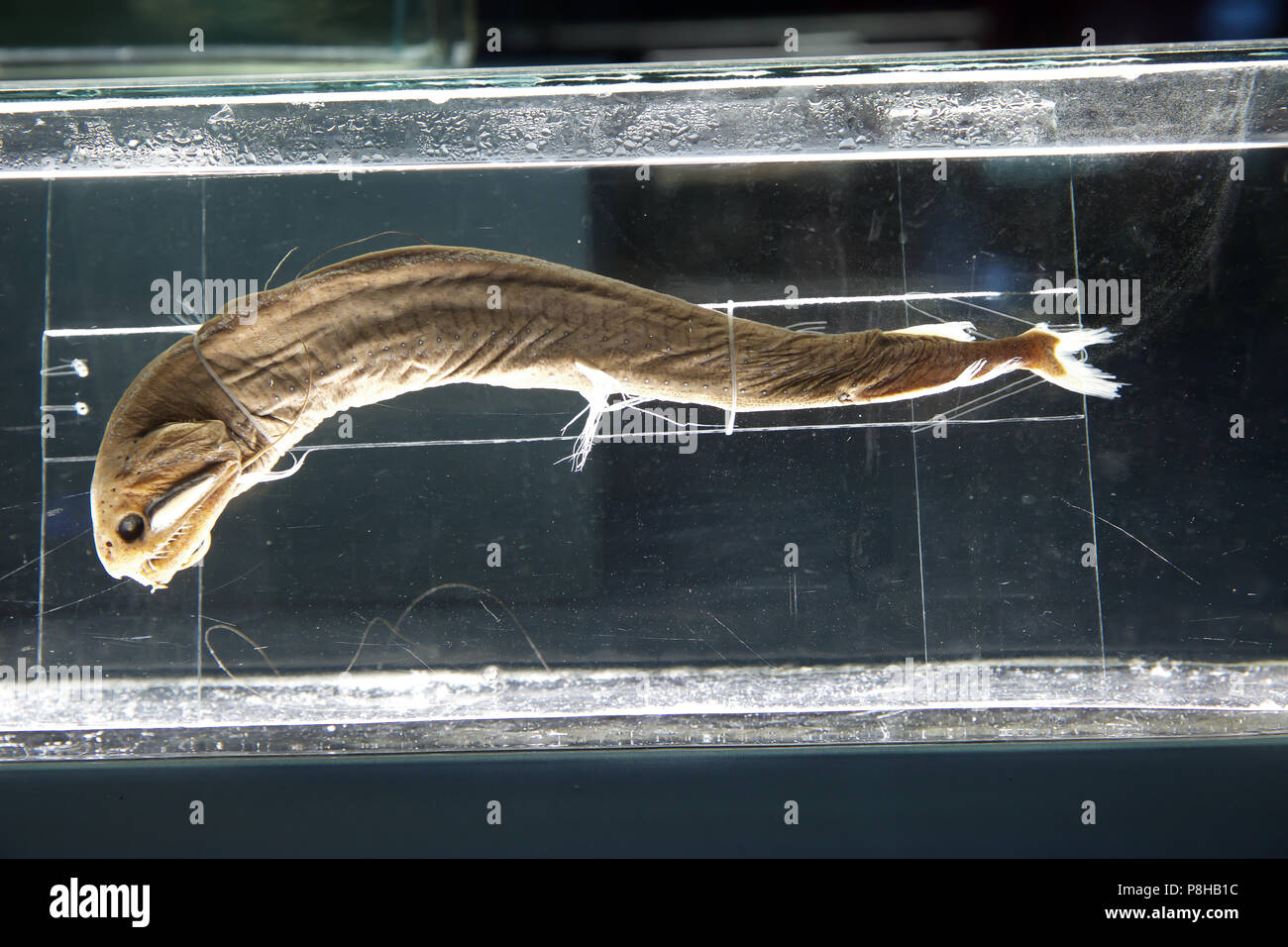 Bearded seadevil hi-res stock photography and images - Alamy