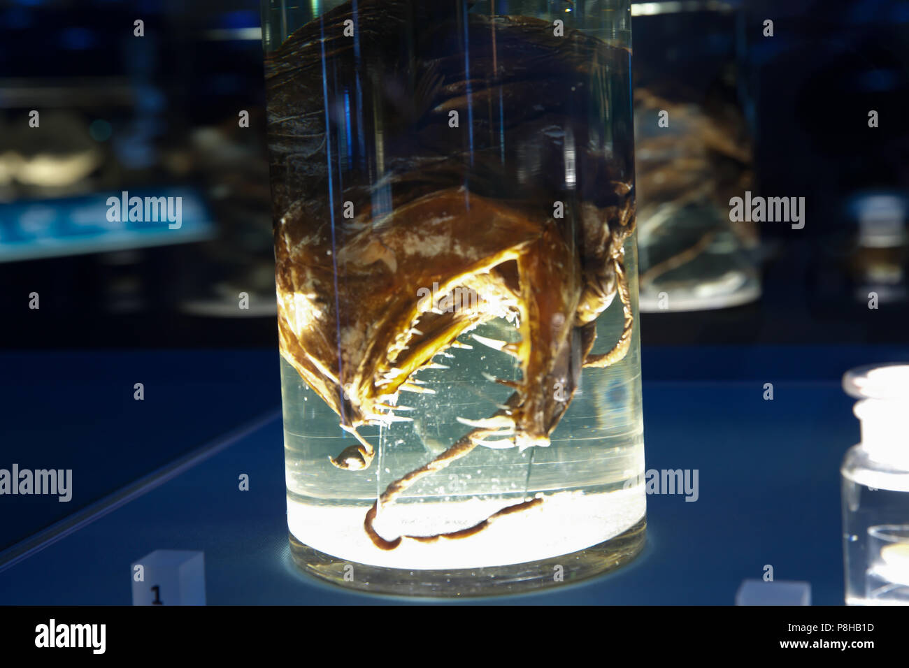 Boa dragonfish hi-res stock photography and images - Alamy