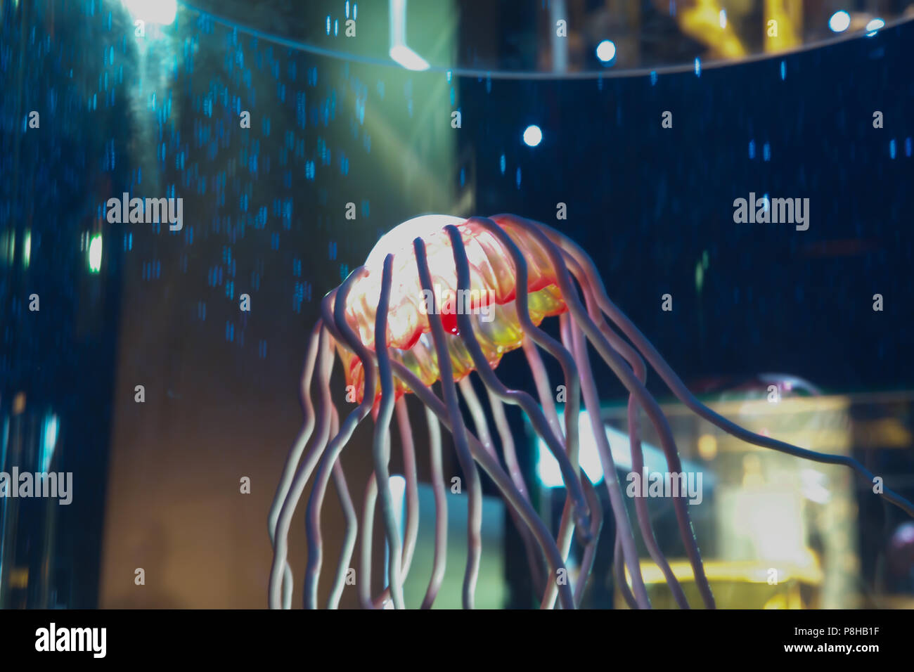 Octopus uk underwater hi-res stock photography and images - Alamy