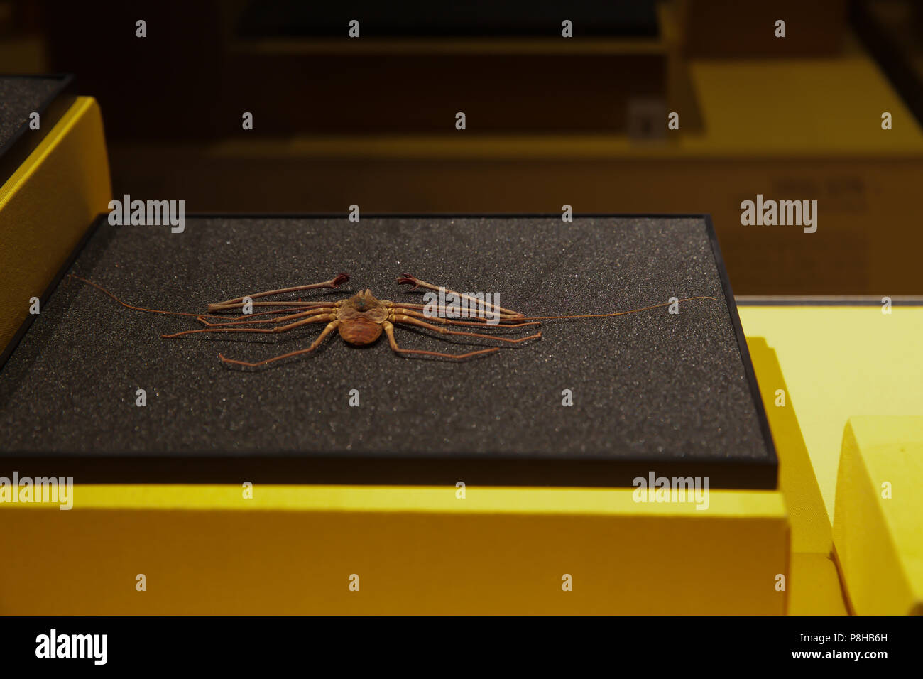 Whip spider hi-res stock photography and images - Alamy