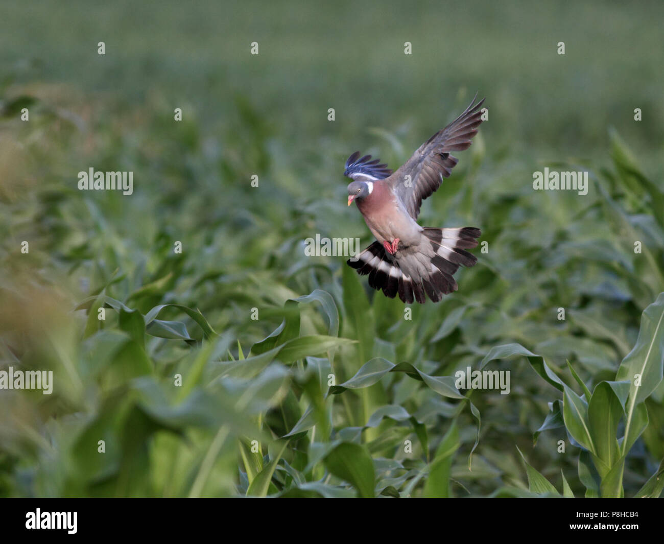Wood Pigeon In Flight High Resolution Stock Photography and Images - Alamy
