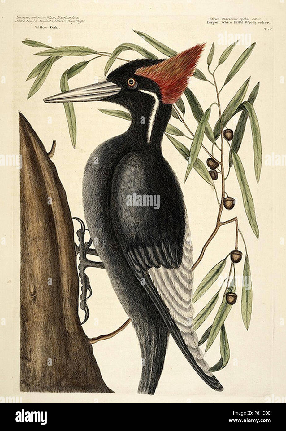 vintage illustration of a bird Stock Photo - Alamy