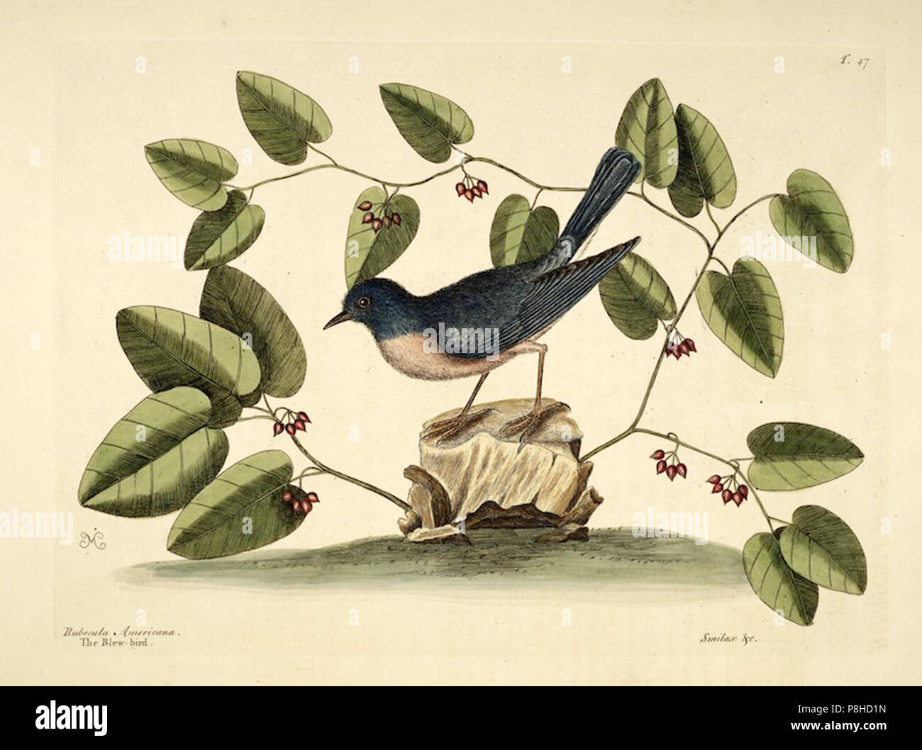 vintage illustration of a bird Stock Photo - Alamy