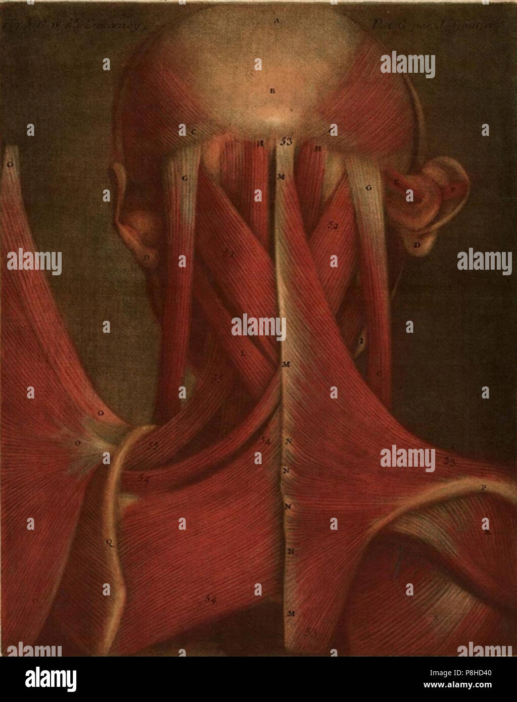 vintage anatomical drawings of a human head Stock Photo - Alamy