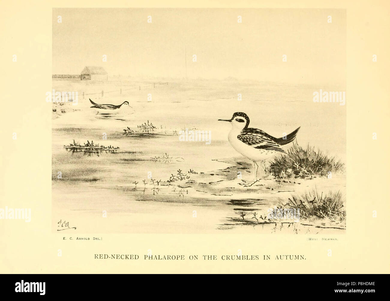 A bird collector's medley (Plate ) . A bird collector's medley London ...