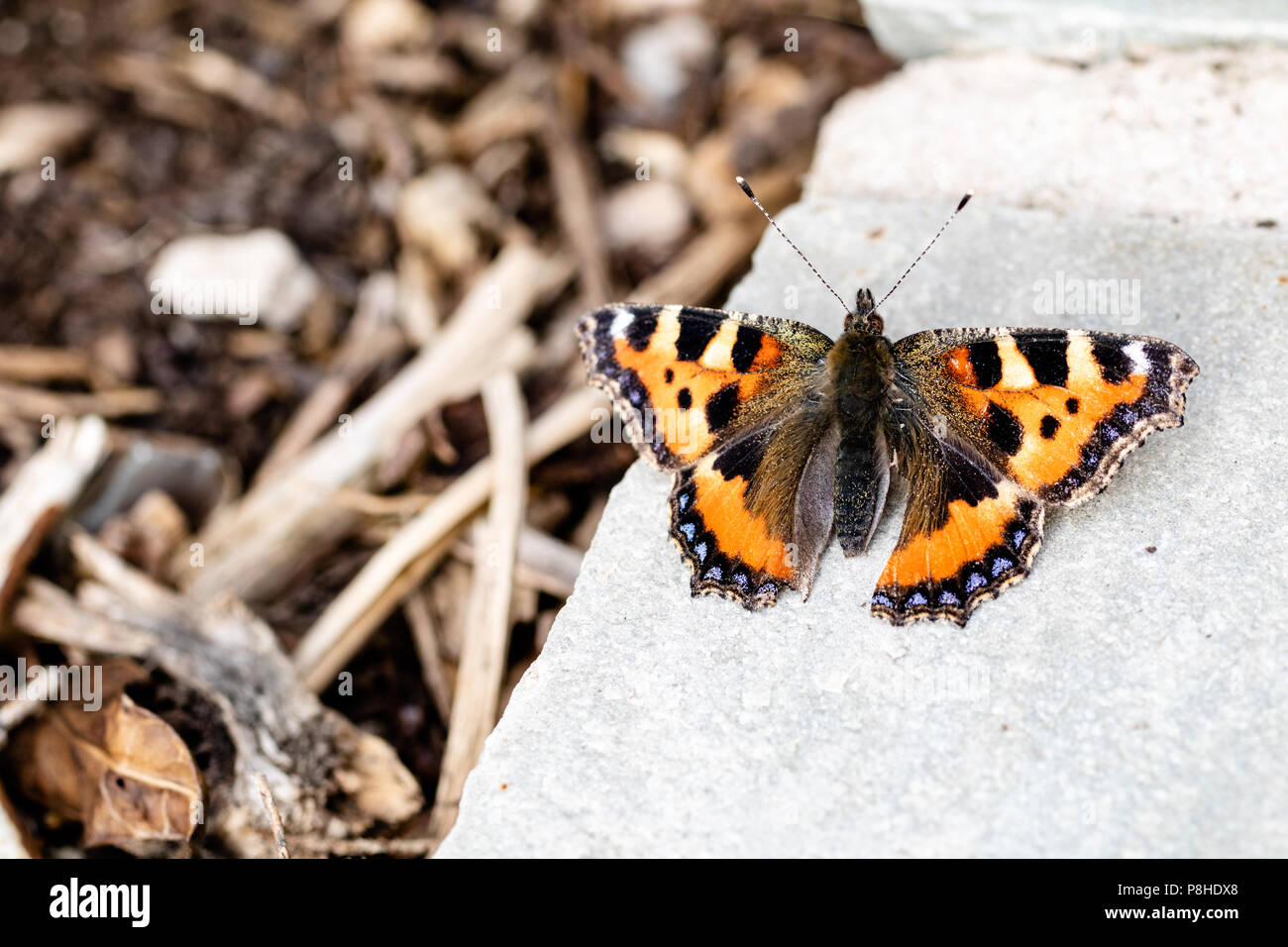 Tortoiseshell wing pattern hi-res stock photography and images - Alamy