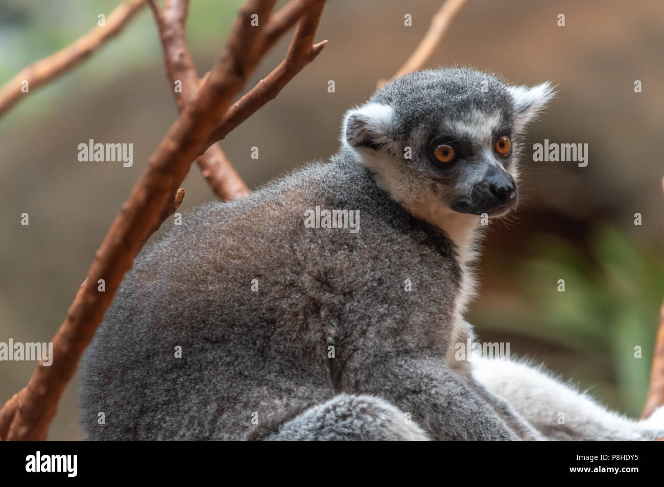 Closeup lemur hi-res stock photography and images - Alamy