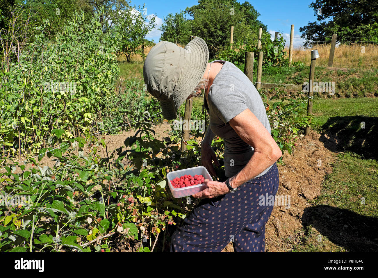 Senior picking raspberries hi-res stock photography and images - Alamy