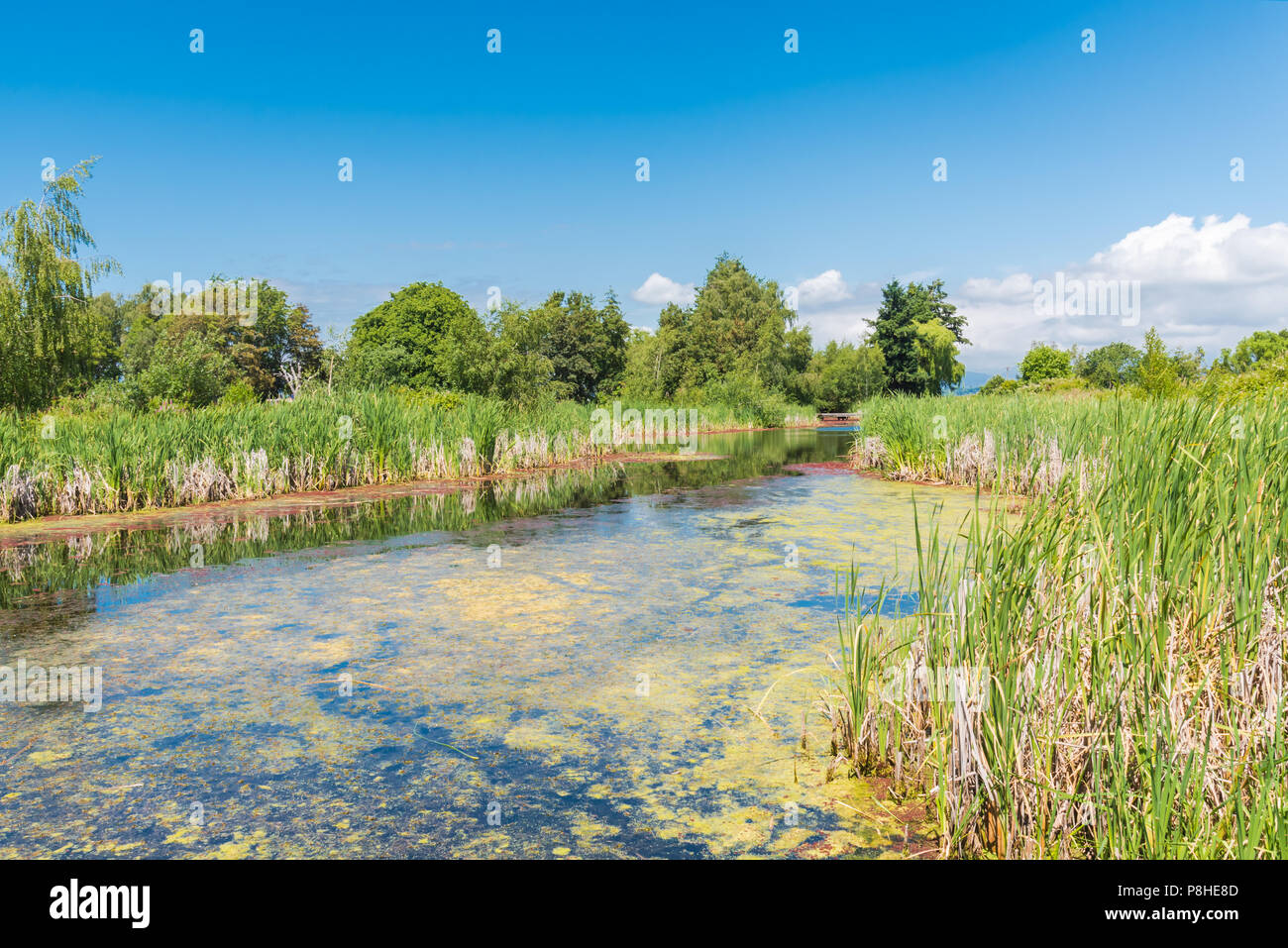 Natural marsh surrounded by reeds and deciduous trees with blue sky in ...