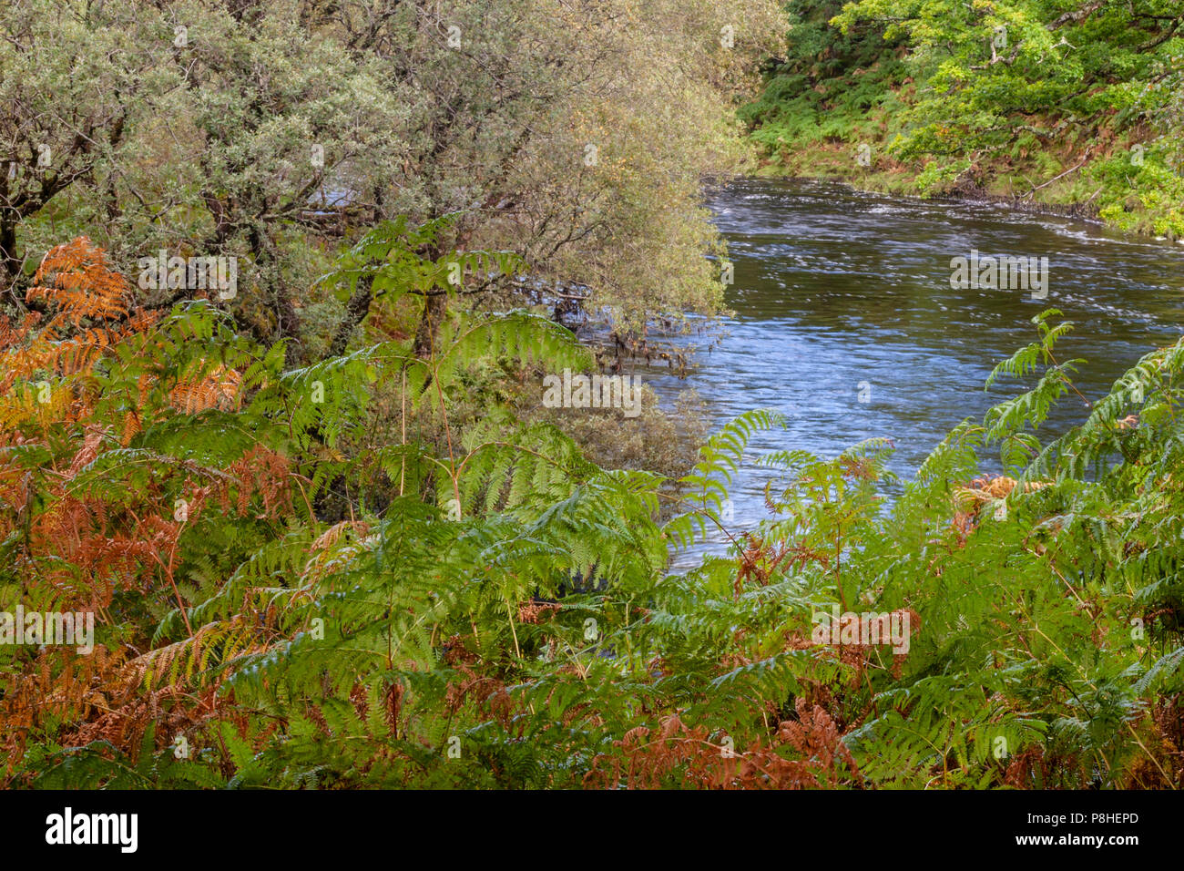 Ferns at erriff river hi-res stock photography and images - Alamy