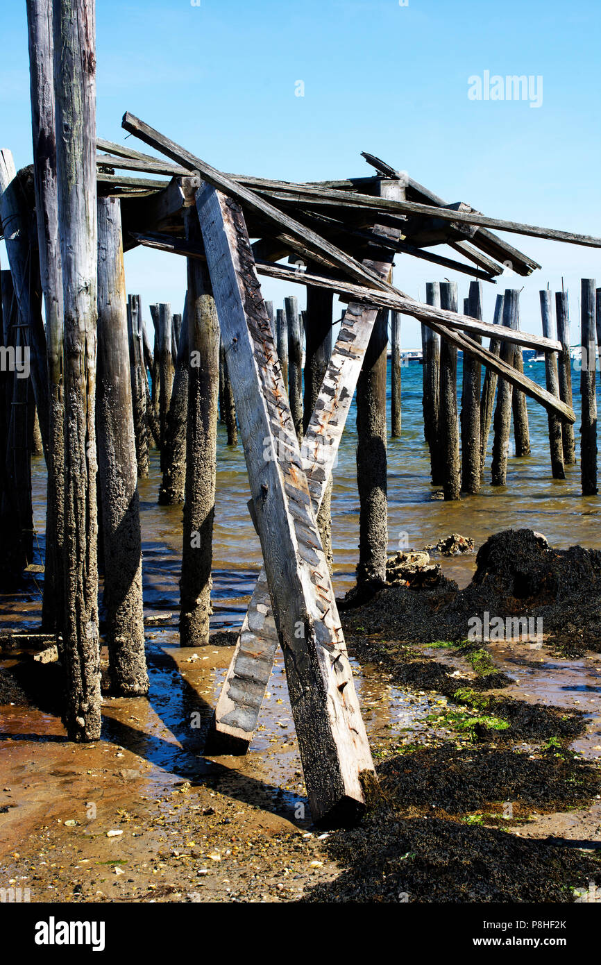 Pilings from an abandoned pier in Provincetown, Massachusetts on Cape ...