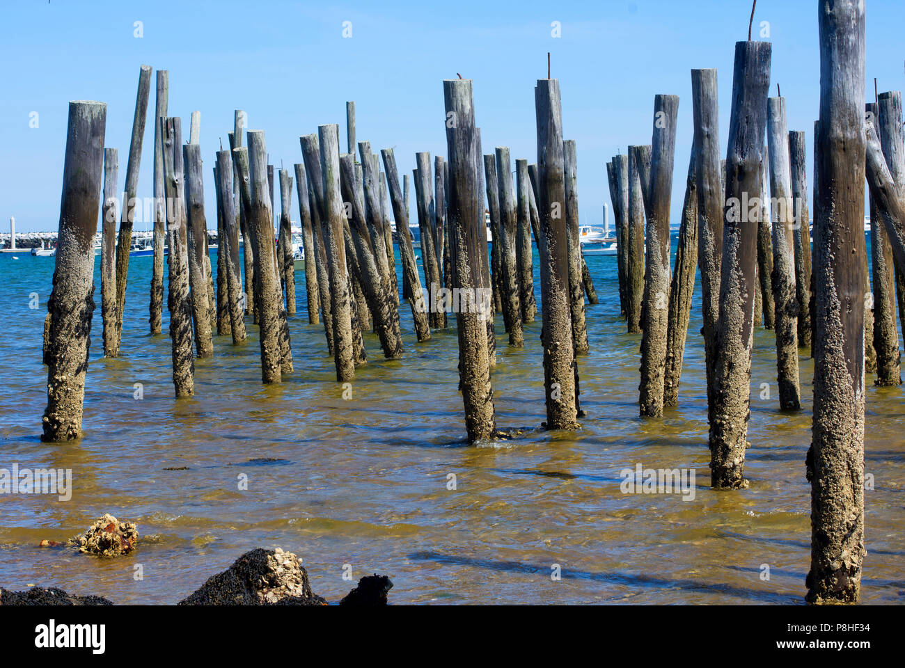 Pilings from a abandoned pier in Provincetown, Massachusetts on Cape ...