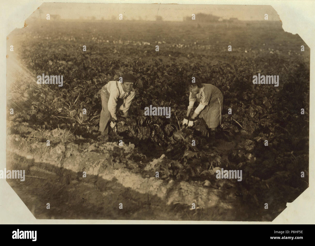 8 and 10 year old children of Walker family pulling and pilling beets ...