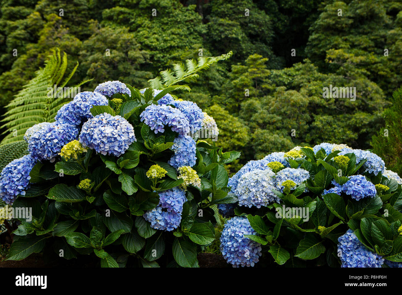 Blue hydrangea on Sao Miguel Island, Azores Stock Photo - Alamy