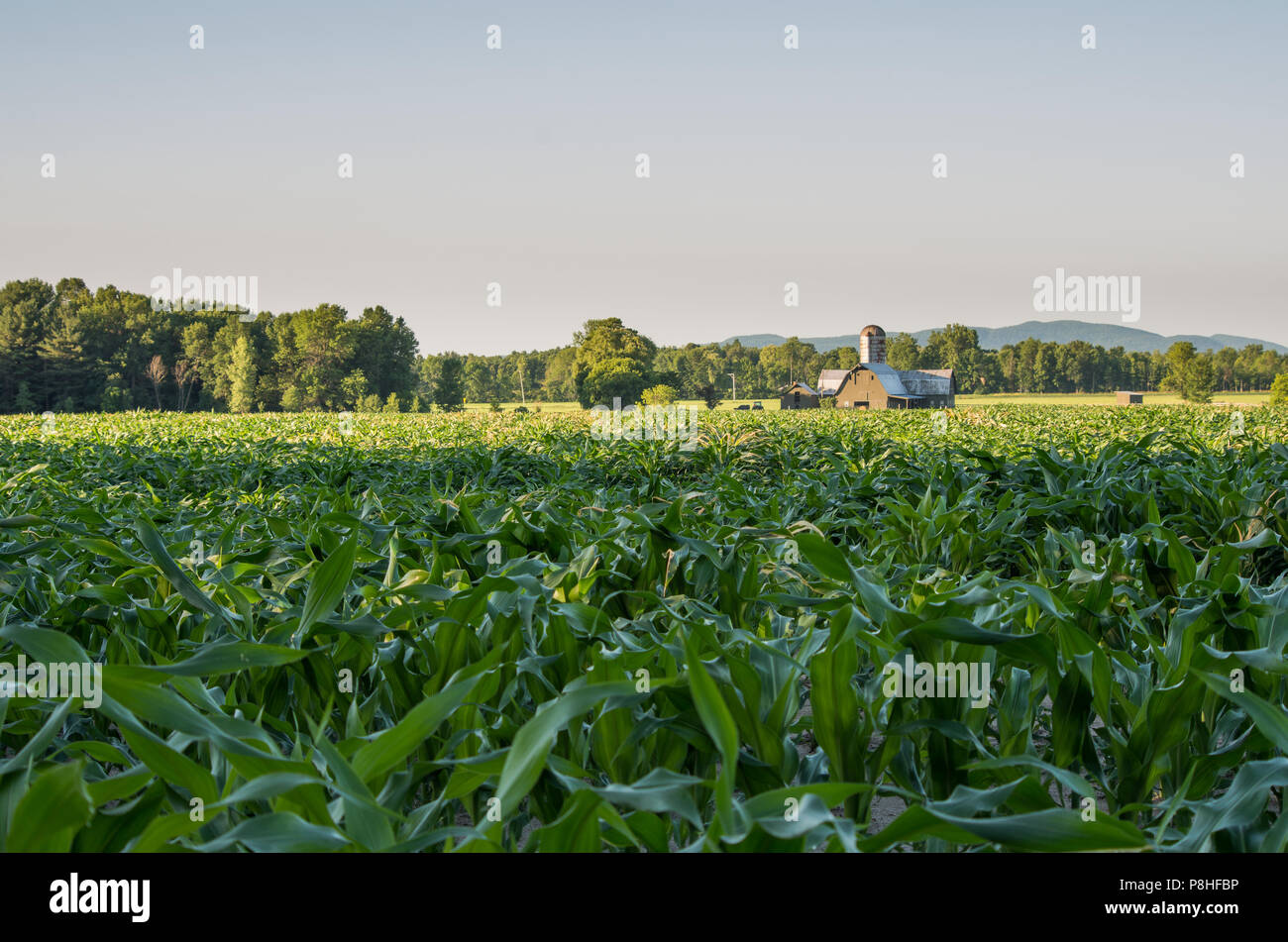 Corn field at a Small farm in the north country NY Stock Photo - Alamy