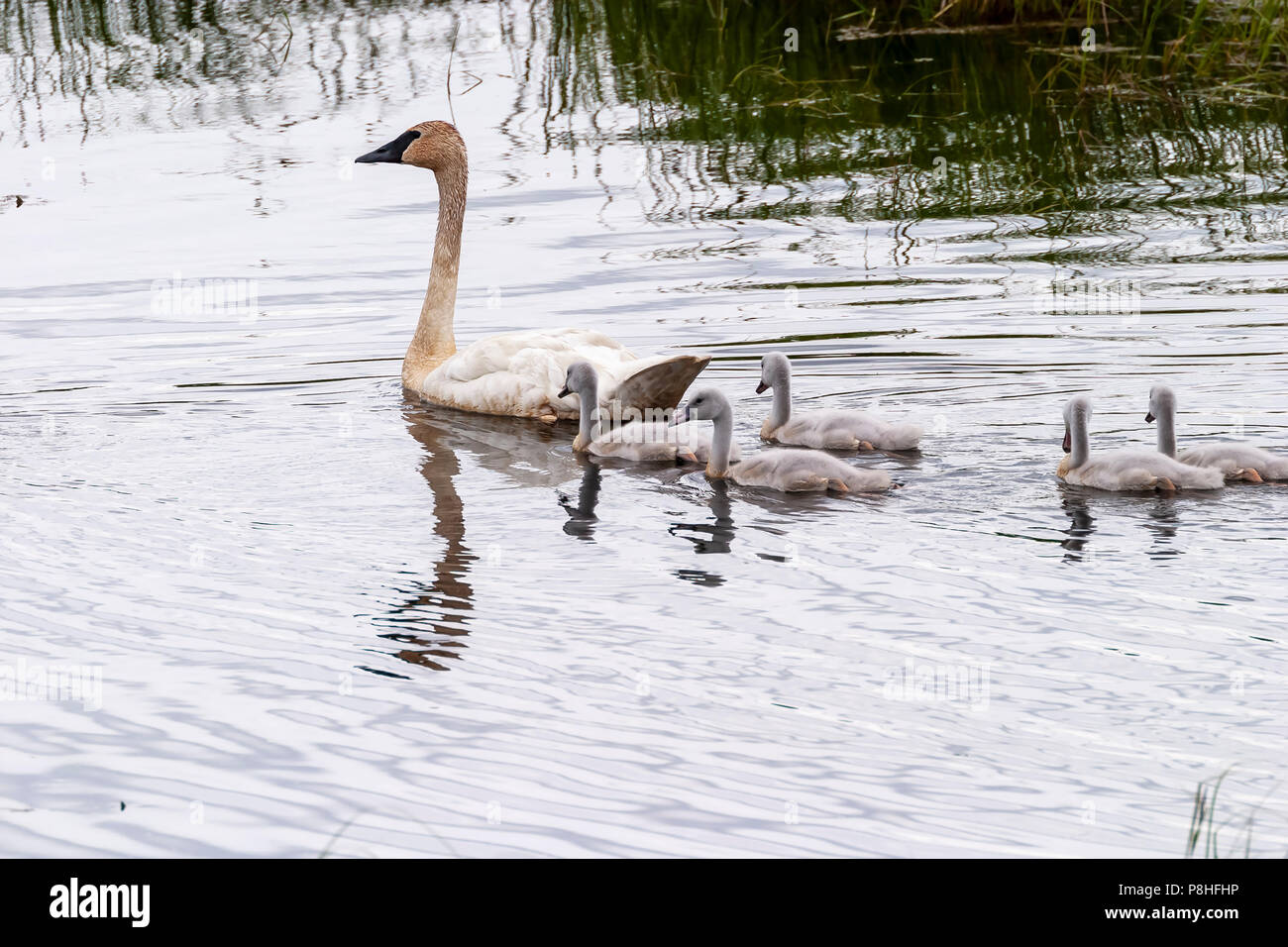 Trumpeter swan (Cygnus buccinator) juveniles and adult swimming in ...