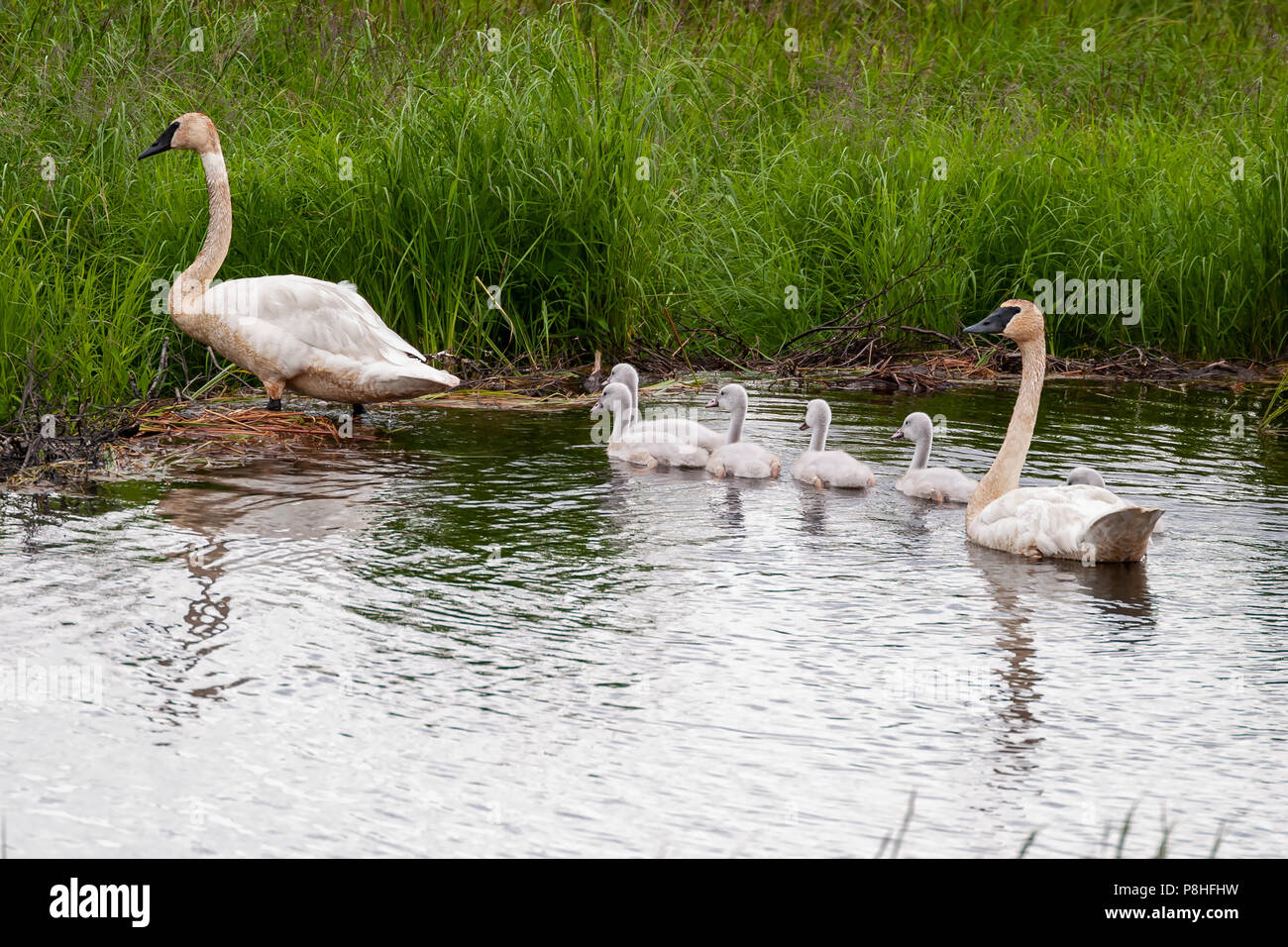 Trumpeter swan (Cygnus buccinator) juveniles and adult swimming in ...