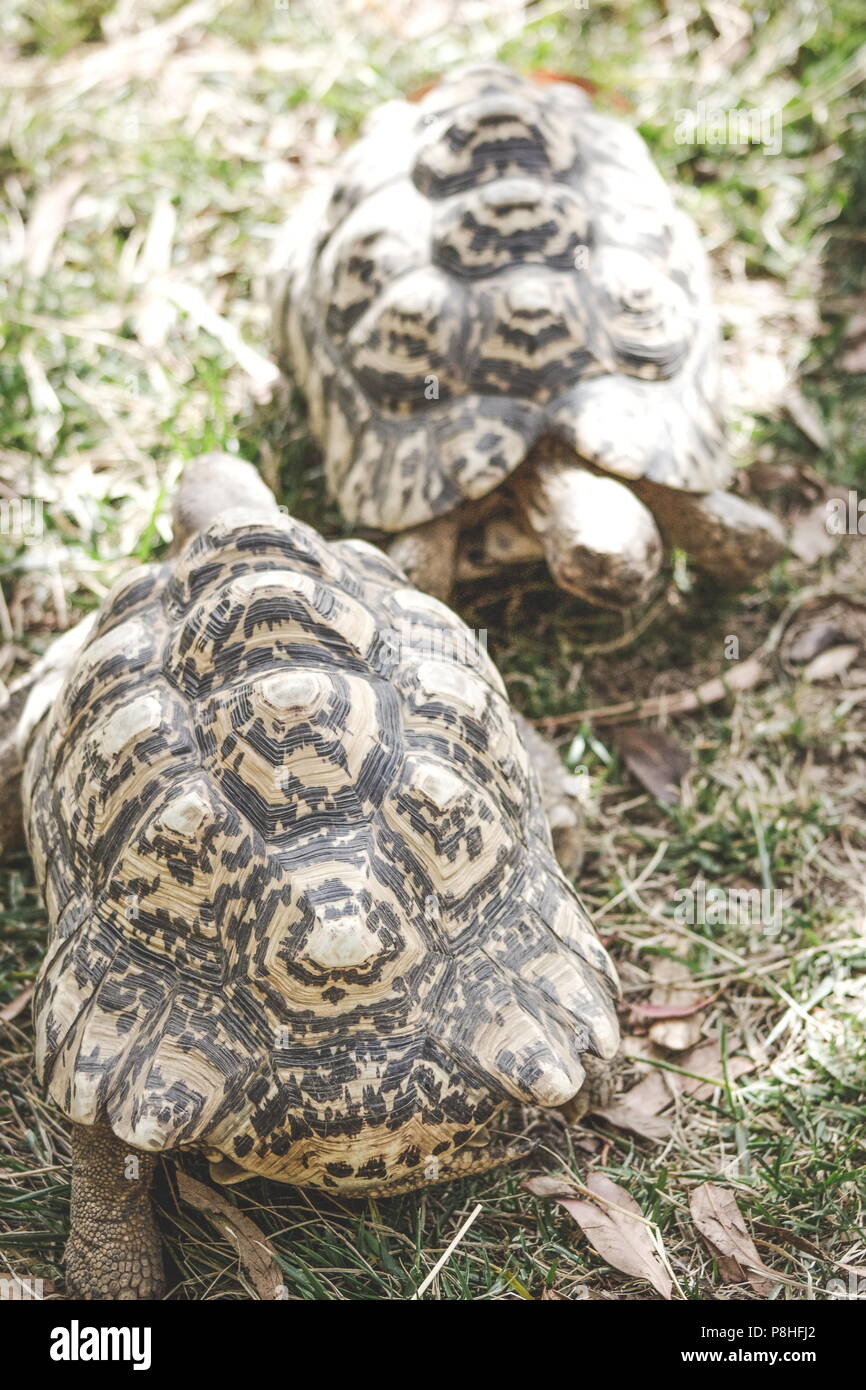 Close up image of two leopard tortoises (Stigmochelys pardalis Stock ...