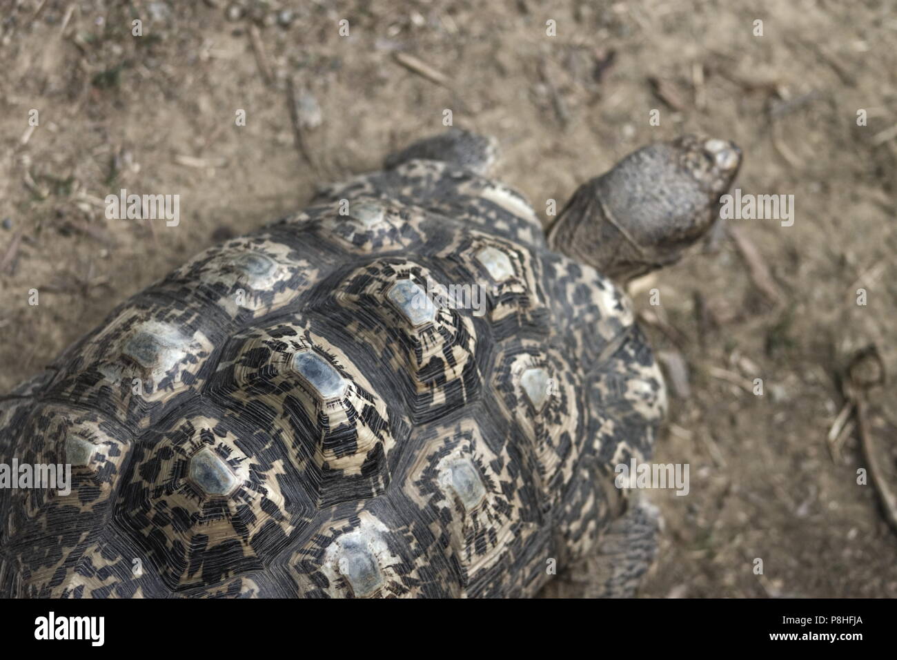 Wild leopard tortoise stigmochelys pardalis hi-res stock photography ...