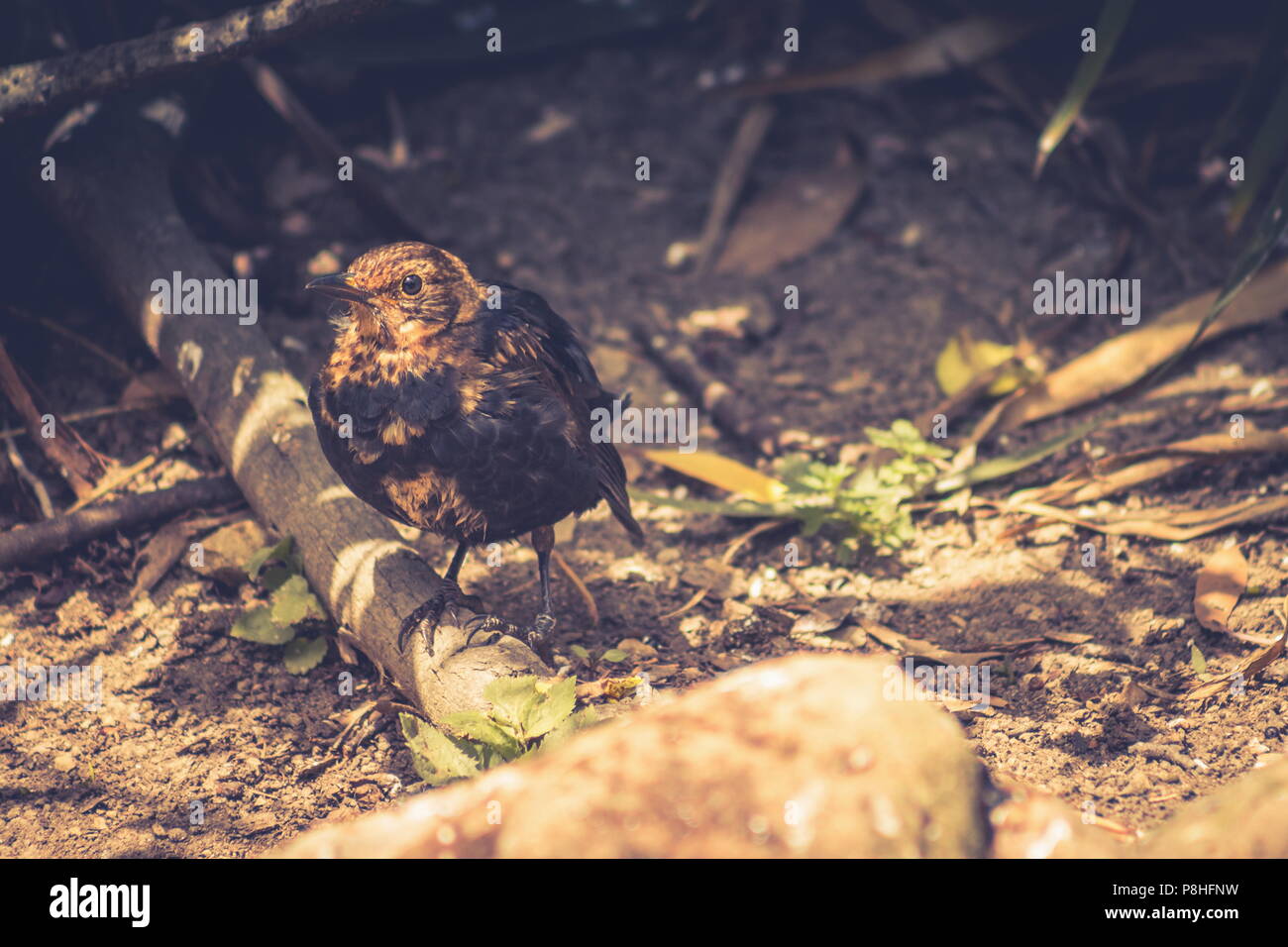 Fledgling moult hi-res stock photography and images - Alamy