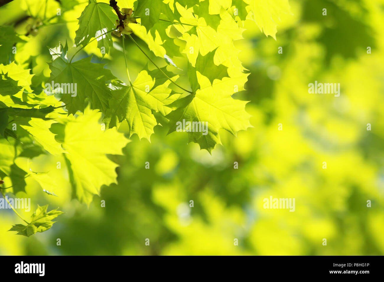 Green Leaves in Summer Stock Photo - Alamy