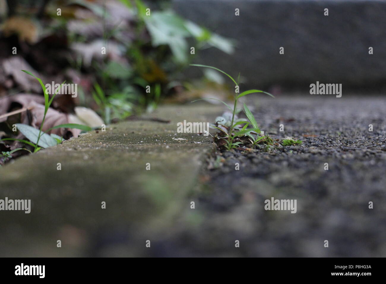 Plant Grows out of Concrete Pavement Stock Photo - Alamy