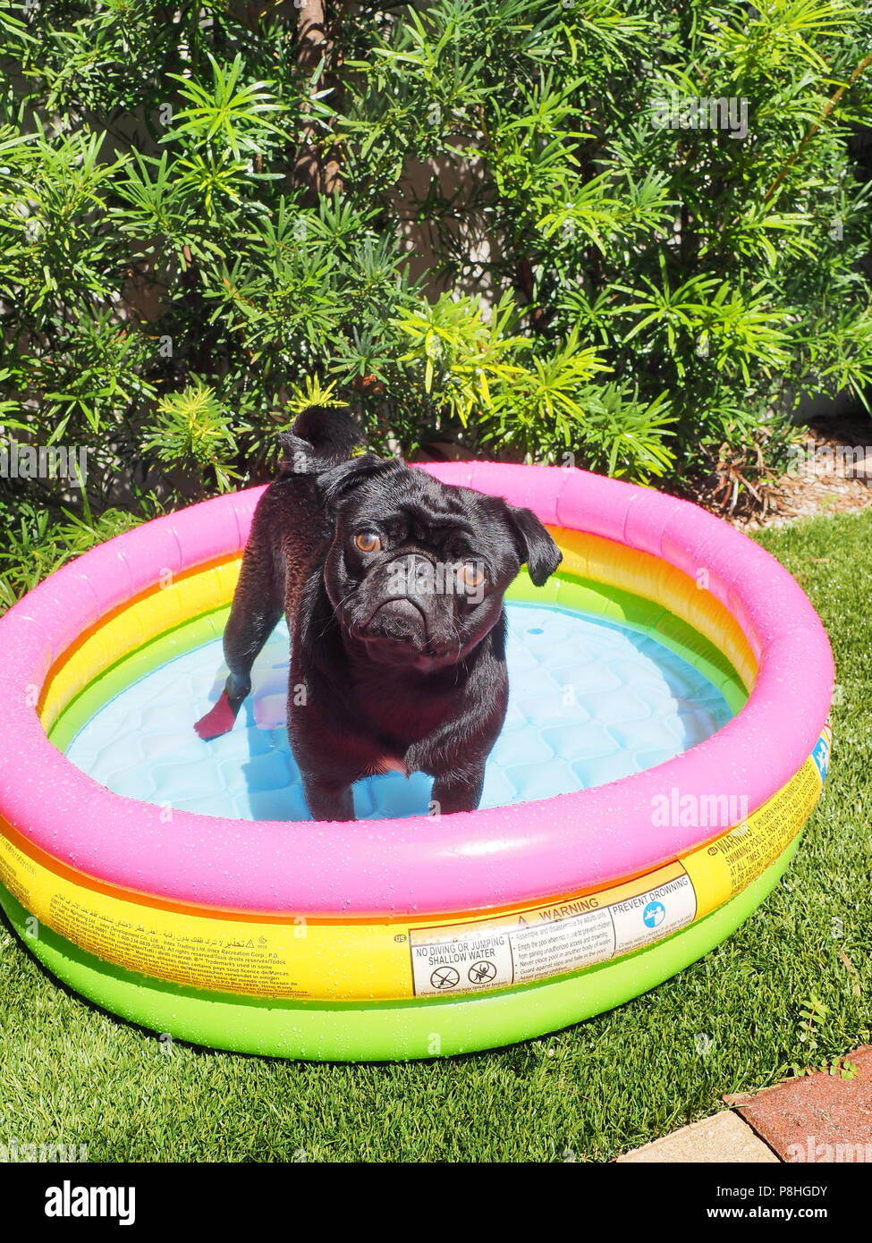 Black Pug in a colorful inflatable pool in a backyard in Miami, Florida ...