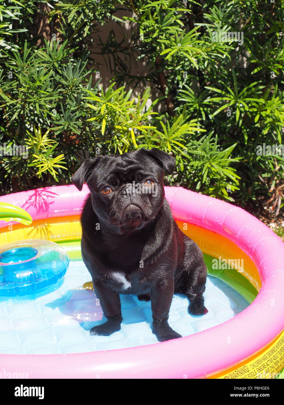Black Pug in a colorful inflatable pool in a backyard in Miami, Florida ...