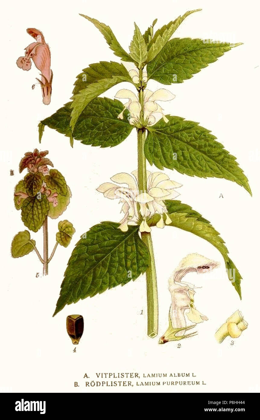 95 Lamium album, L. purpureum Stock Photo - Alamy