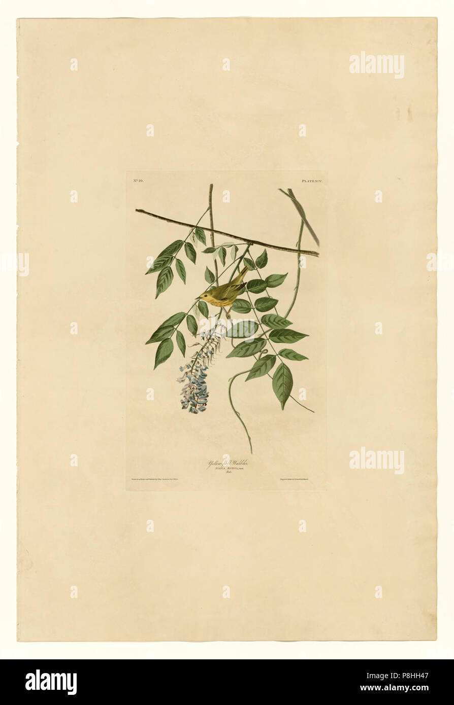 Yellow poll yellow poll hi-res stock photography and images - Alamy