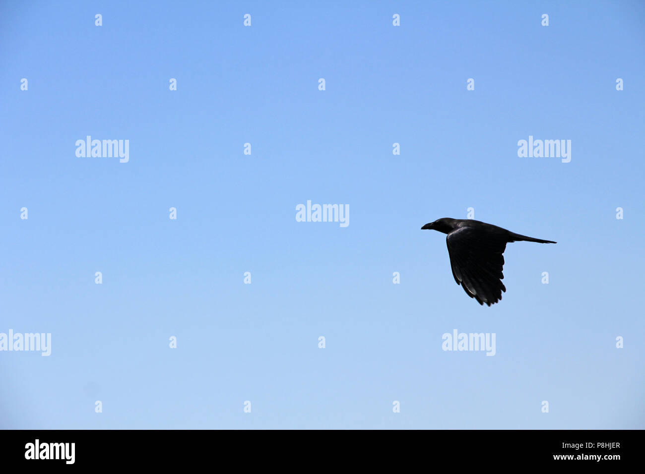 Ravens tail hi-res stock photography and images - Alamy