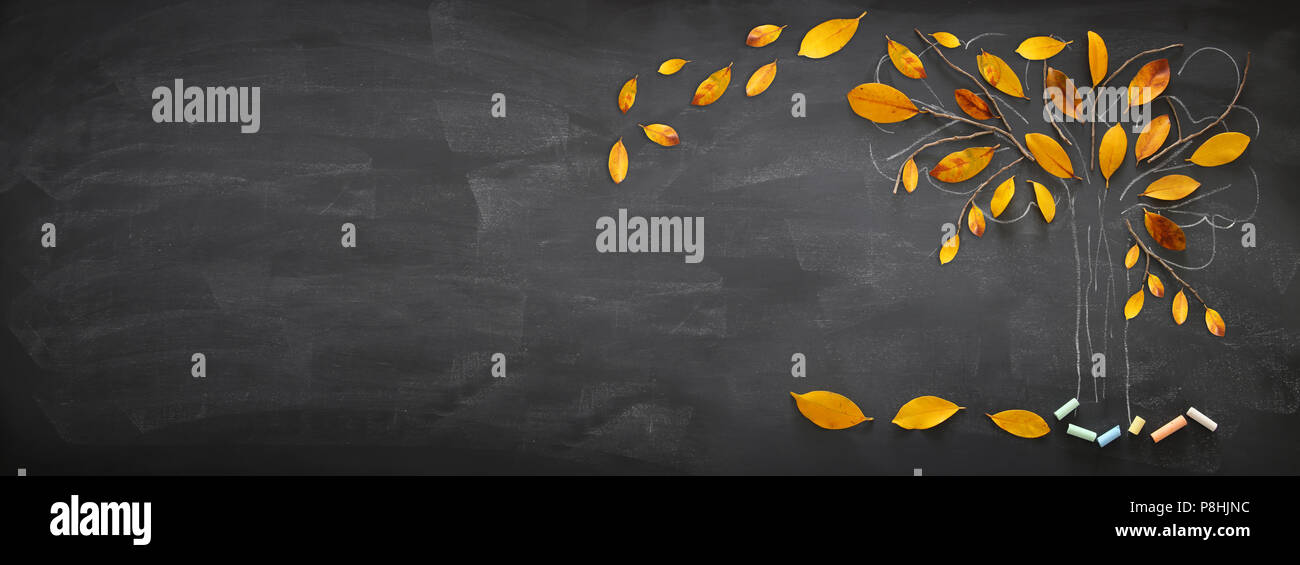 Back to school concept. Top view banner of tree sketch with autumn dry ...