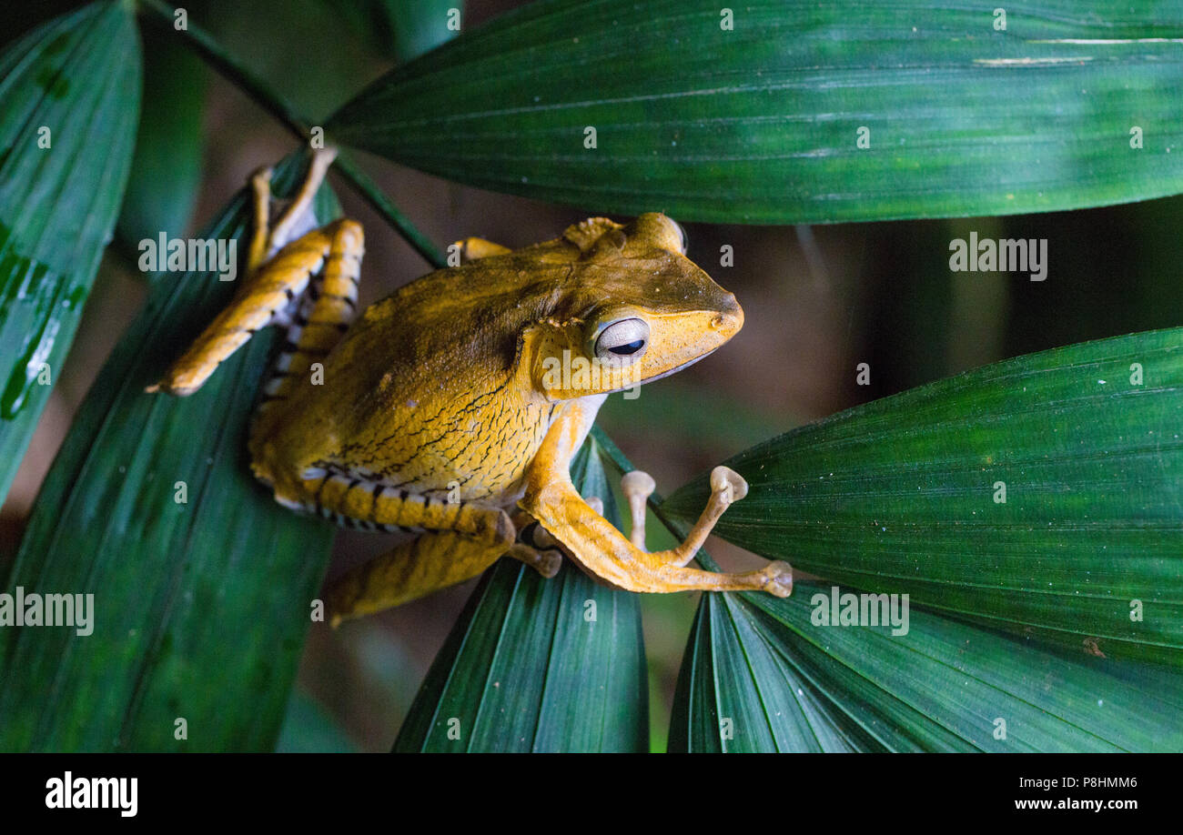 Polypedates otilophus (also known as the File-eared Tree Frog, Borneo ...