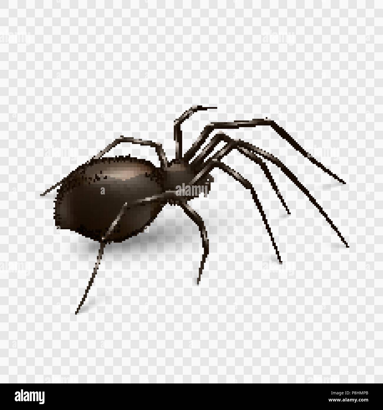 Stock vector illustration spider isolated on a transparent background ...