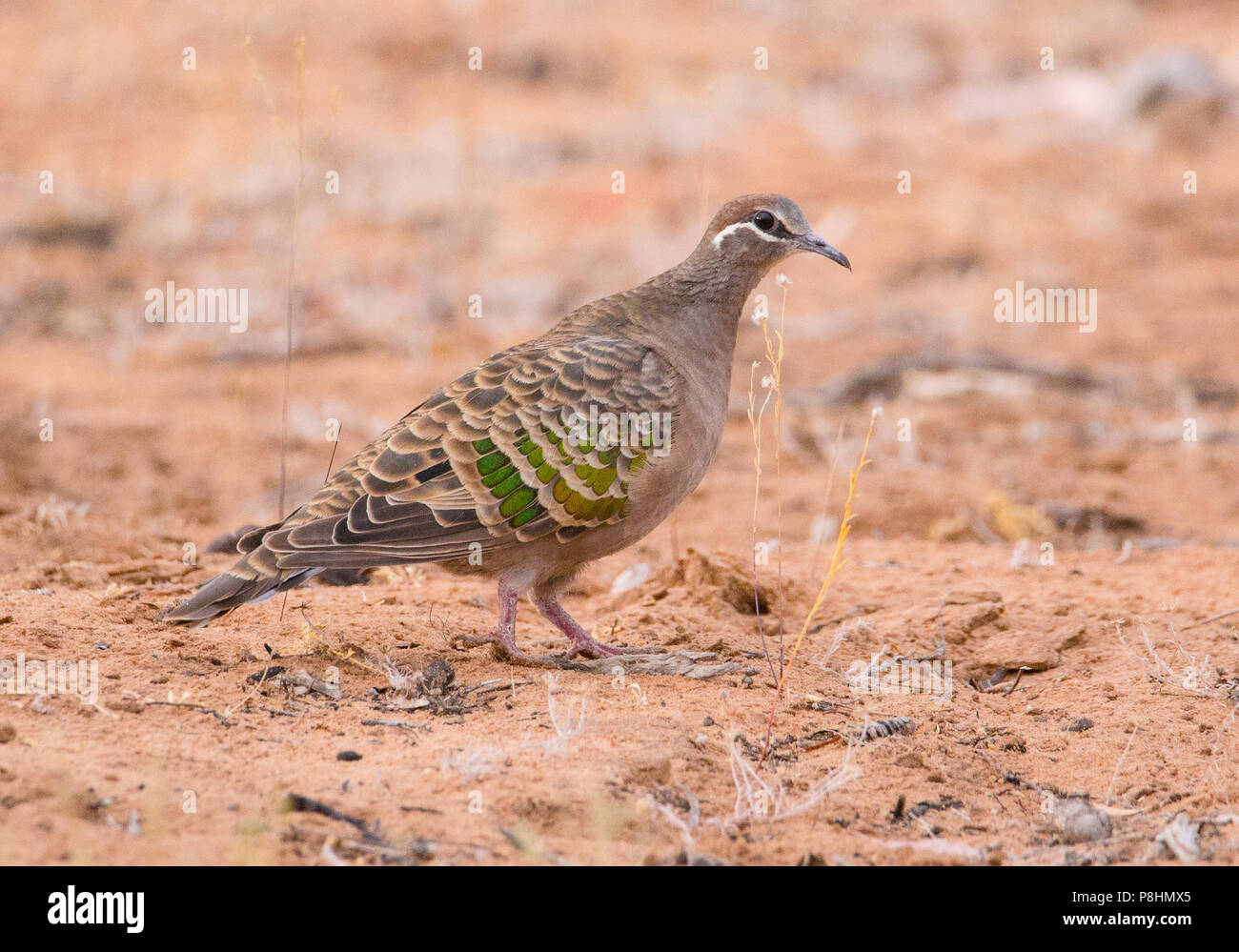 Common Bronzewing (Phaps chalcoptera), Queensland, Australia Stock ...