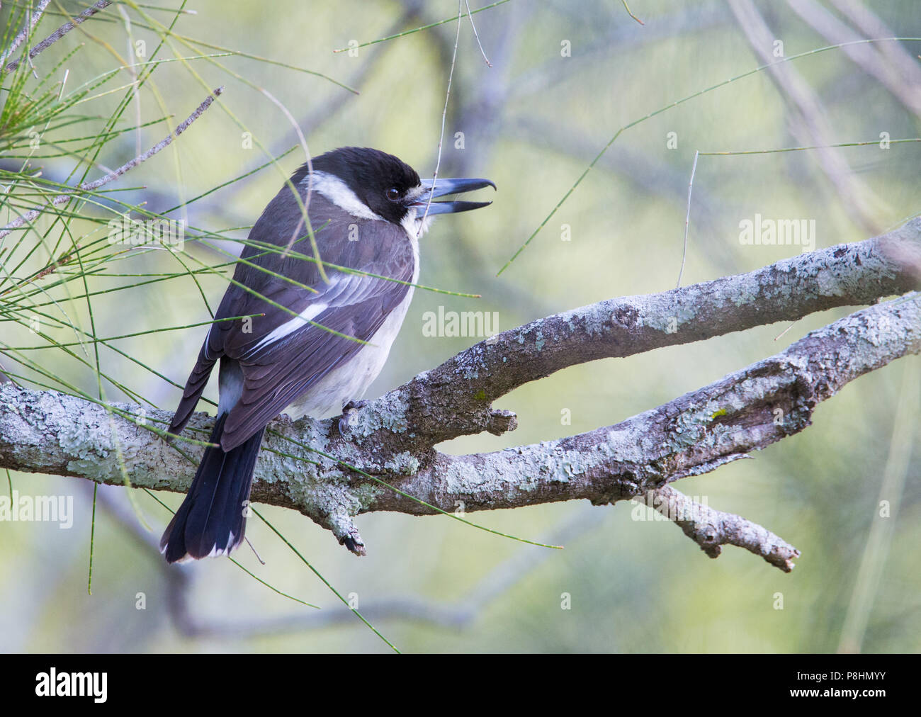 Grey Butcherbird (Cracticus torquatus), Royal National Park, NSW ...