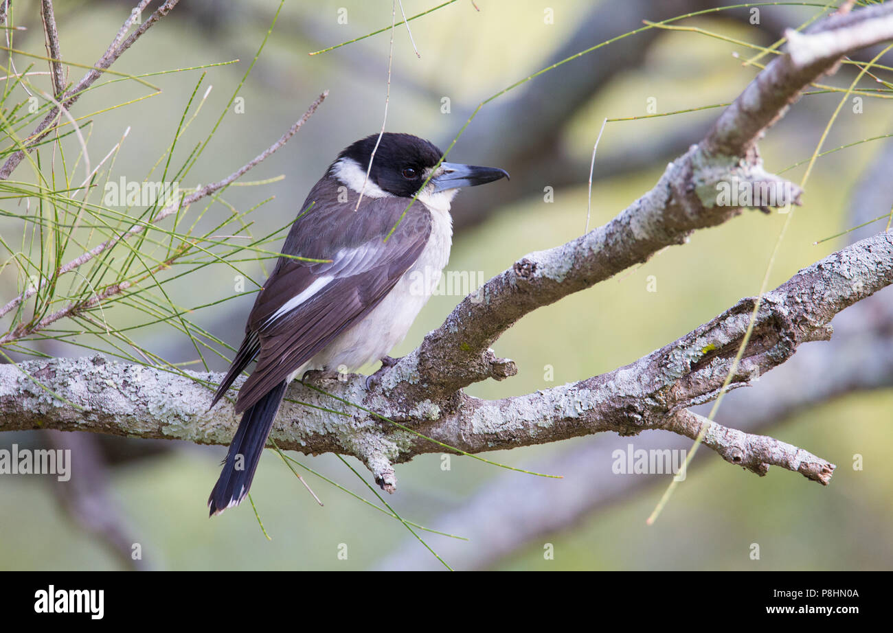 Grey Butcherbird (Cracticus torquatus), Royal National Park, NSW ...