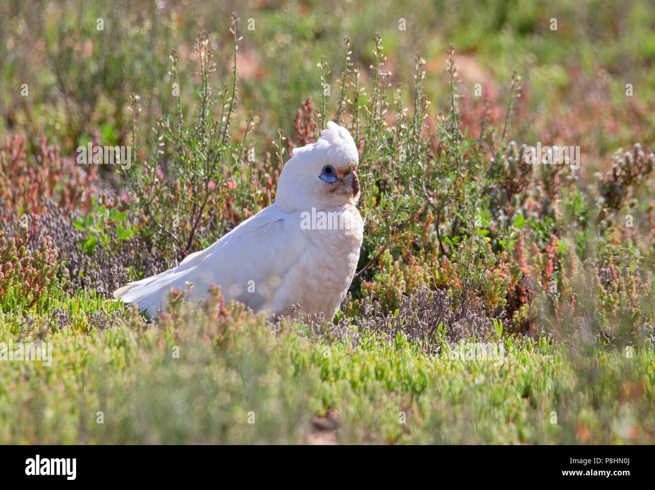 Little Corella (Cacatua sanguinea) on the ground in the Flinders Ranges ...
