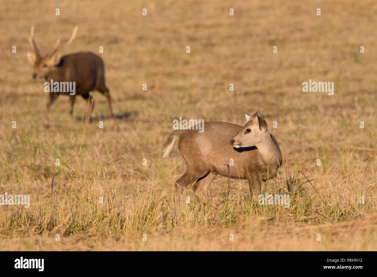 Hog Deer (Axis porcinus) in a grassland in Phu Khieo Wildlife Sanctuary ...