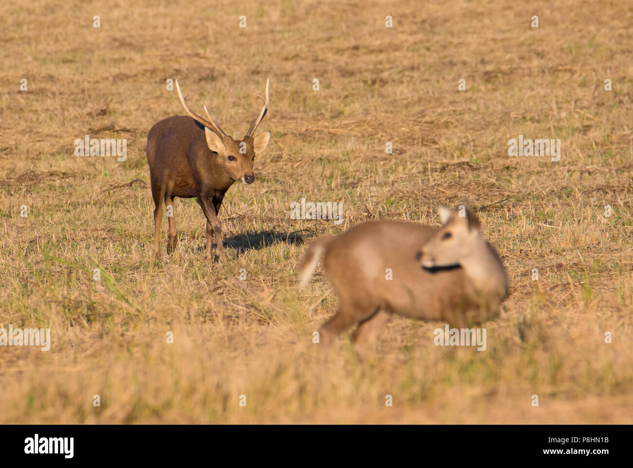 Hog Deer (Axis porcinus) in a grassland in Phu Khieo Wildlife Sanctuary ...