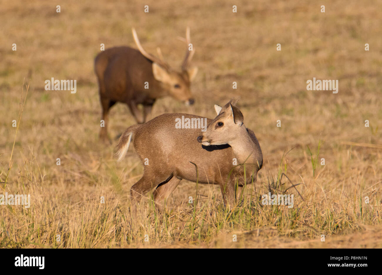 Hog Deer (Axis porcinus) in a grassland in Phu Khieo Wildlife Sanctuary ...