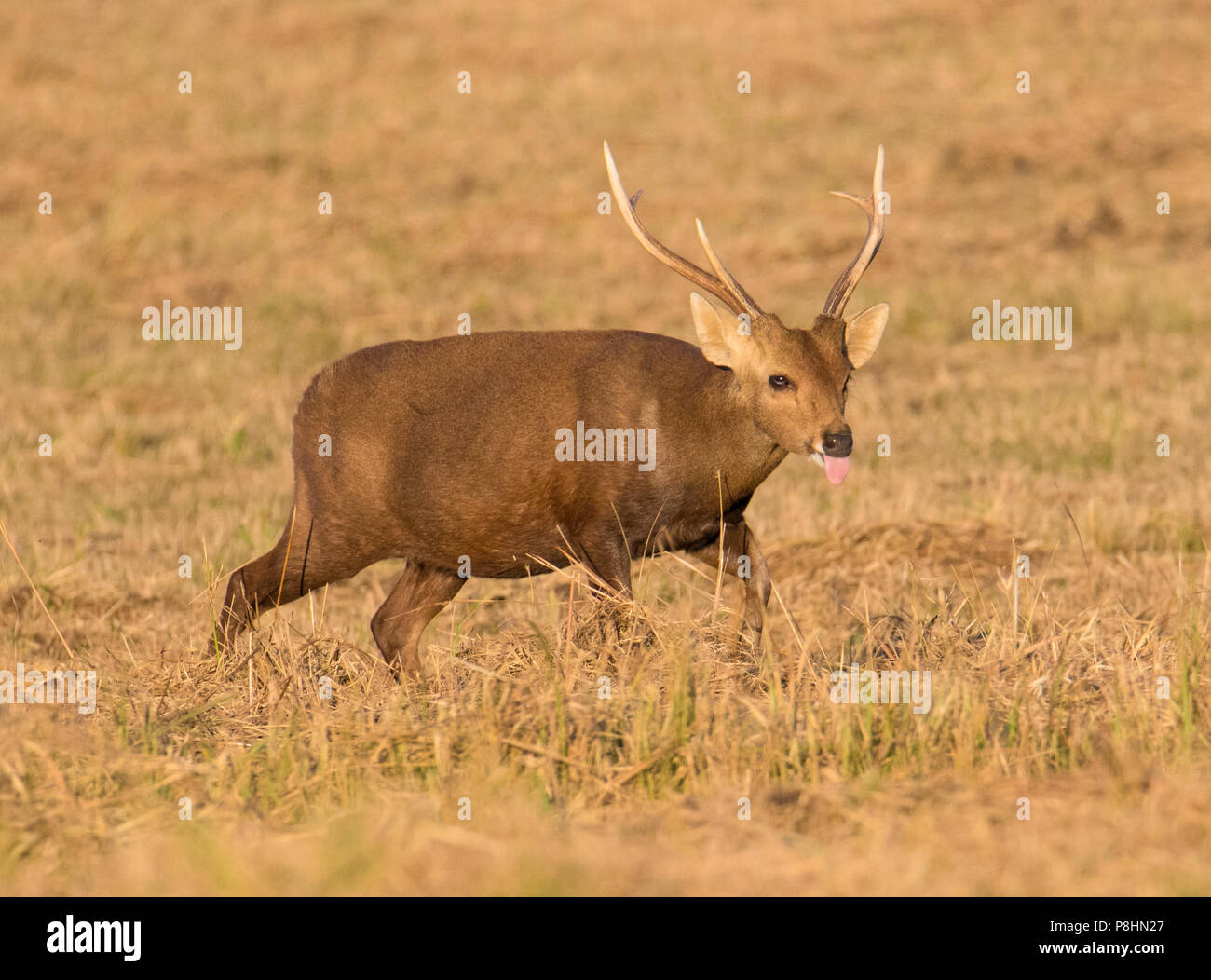 Hog Deer (Axis porcinus) in a grassland in Phu Khieo Wildlife Sanctuary ...