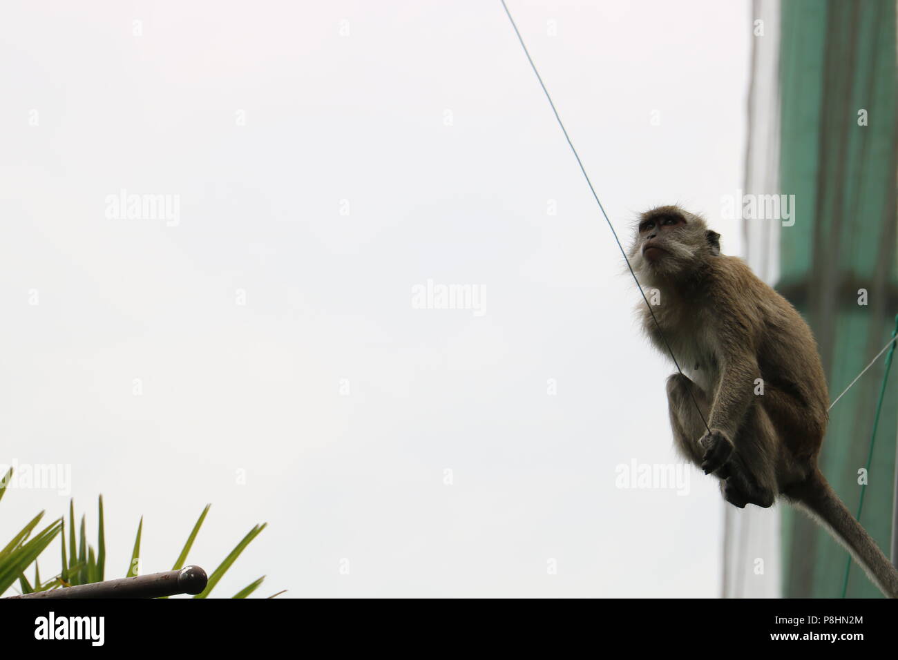 Monkey on a wire hi-res stock photography and images - Alamy