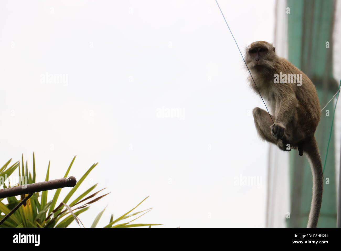 Monkey on a wire hi-res stock photography and images - Alamy