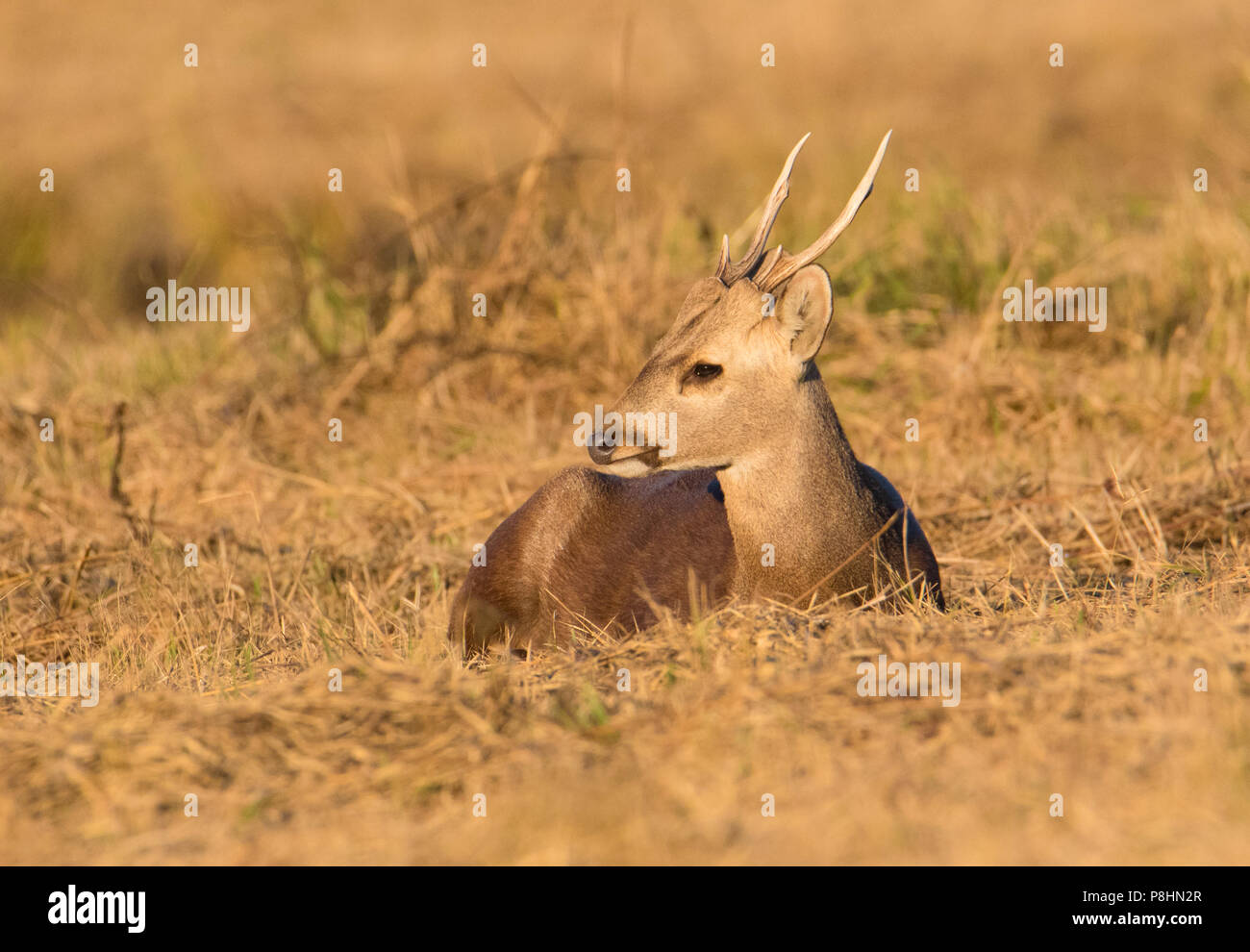 Hog Deer (Axis porcinus) in a grassland in Phu Khieo Wildlife Sanctuary ...