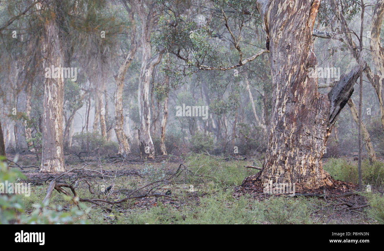 Wandoo woodland (Eucalyptus wandoo) in Dryandra State Forest, Western ...