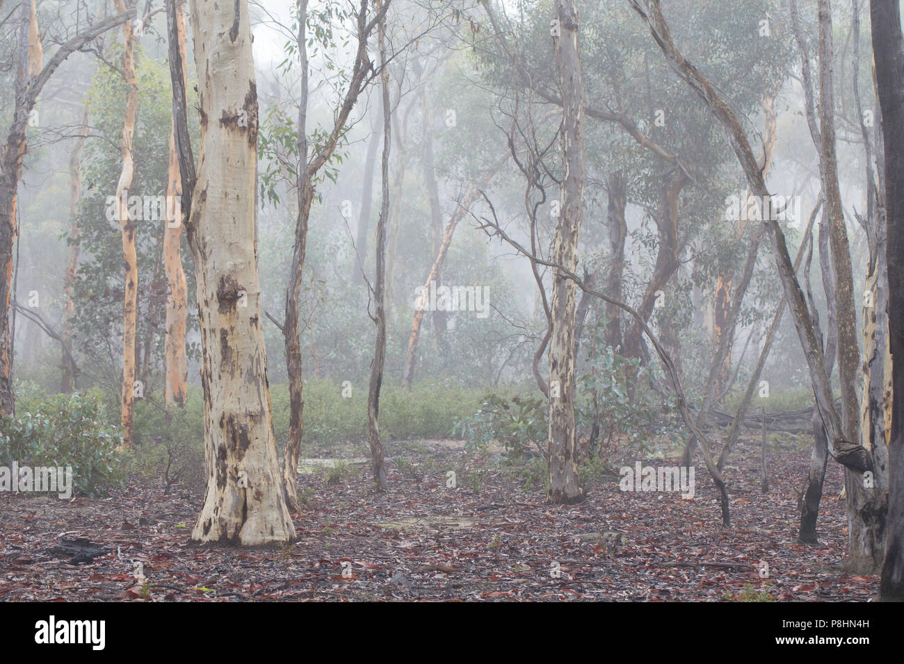 Wandoo woodland (Eucalyptus wandoo) in Dryandra State Forest, Western ...