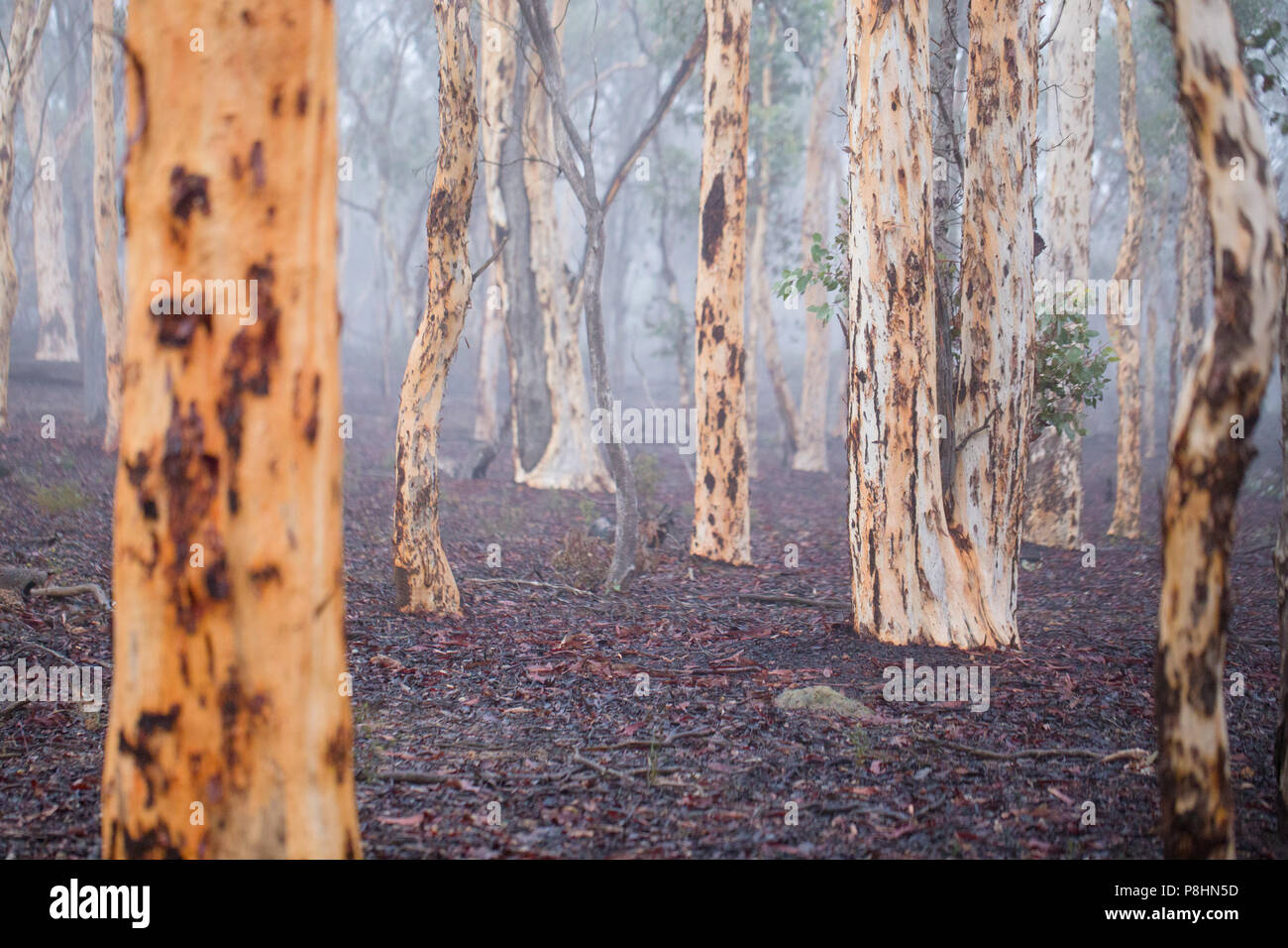 Wandoo woodland (Eucalyptus wandoo) in Dryandra State Forest, Western ...