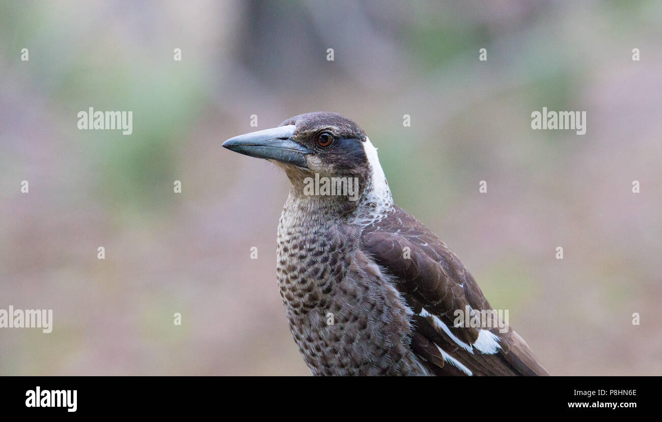 Juvenile Australian Magpie (Gymnorhina tibicen dorsalis), Dryandra ...