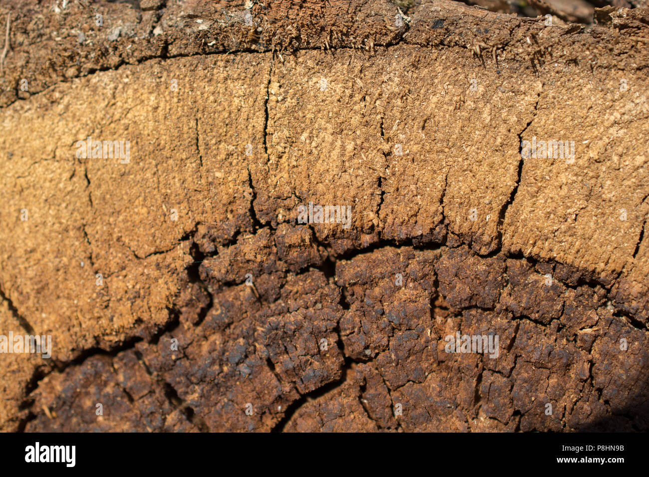 Cut tree stump surface as a background texture Stock Photo - Alamy